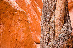 Bryce Canyon National Park | Alex Sievers Photography